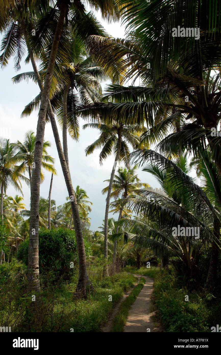 indian coconut palm trees and village path Stock Photo - Alamy