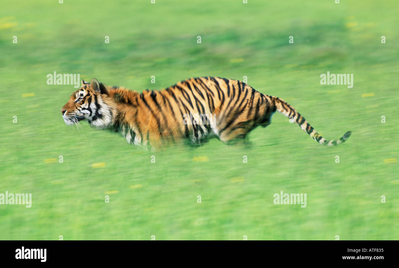 Bengal Tiger running through the grass Wildlife model Stock Photo - Alamy