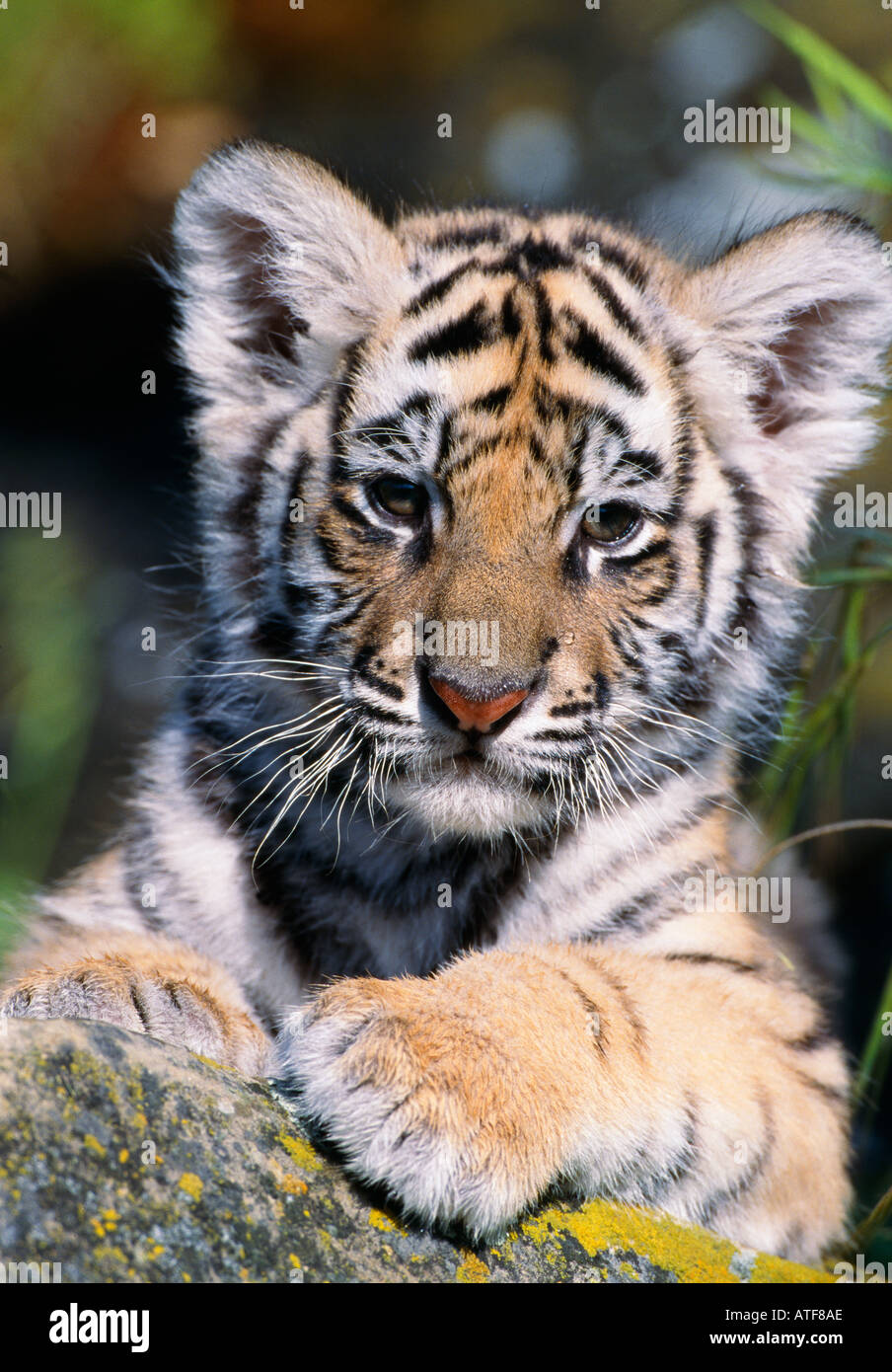 Panthera tigris tigris bengal cub hi-res stock photography and images ...