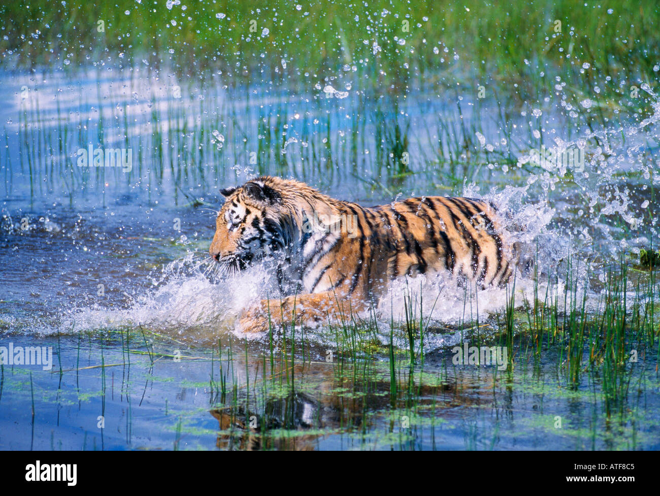 Tiger sprinting hi-res stock photography and images - Alamy