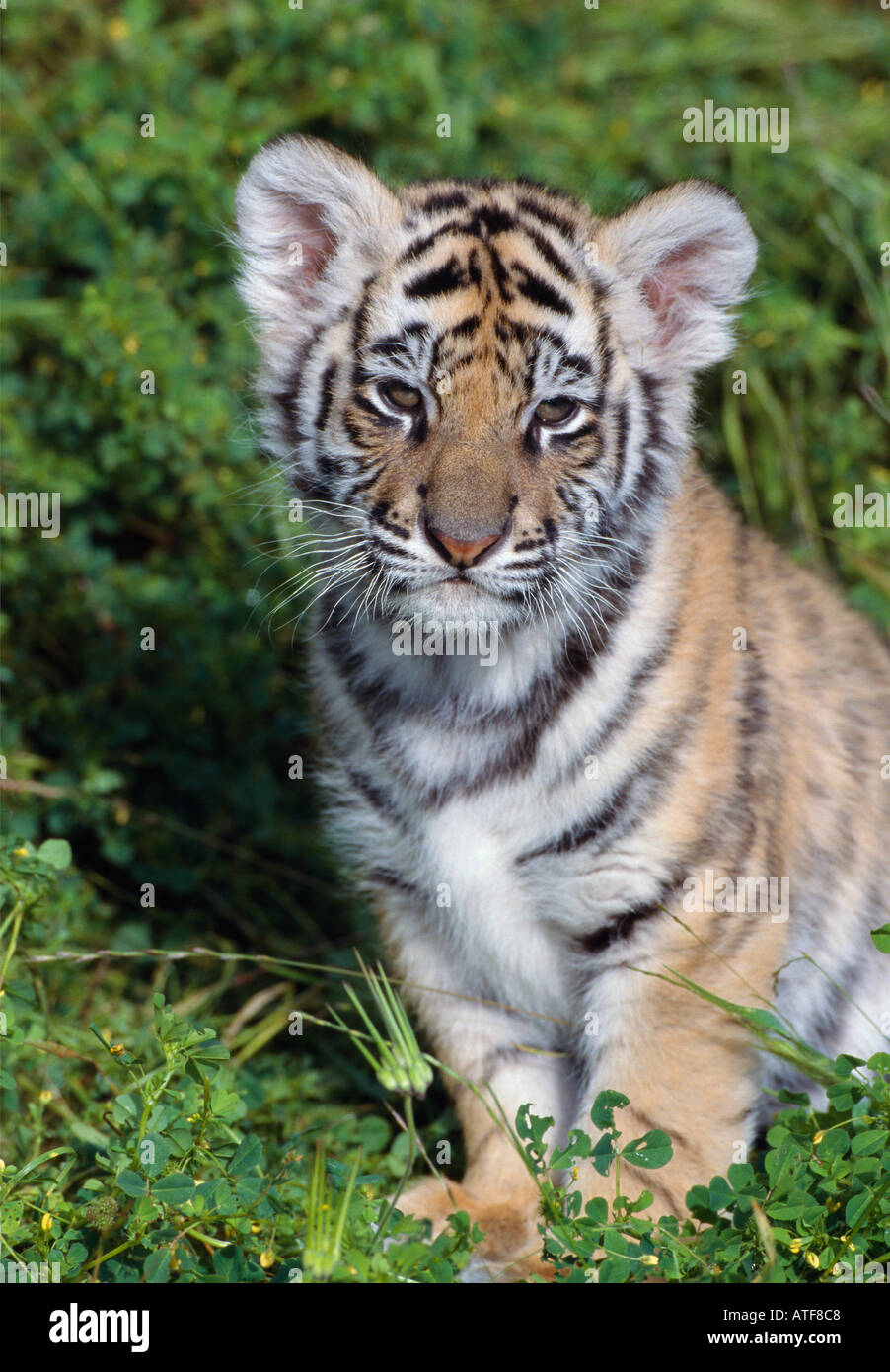 Bengal tiger cub in the grass Wildlife model Stock Photo - Alamy