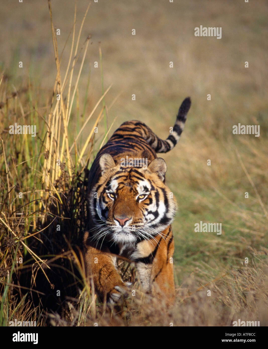 Bengal tiger running through grass hi-res stock photography and images ...