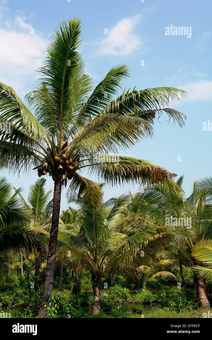 coconut palm trees southern india Stock Photo - Alamy