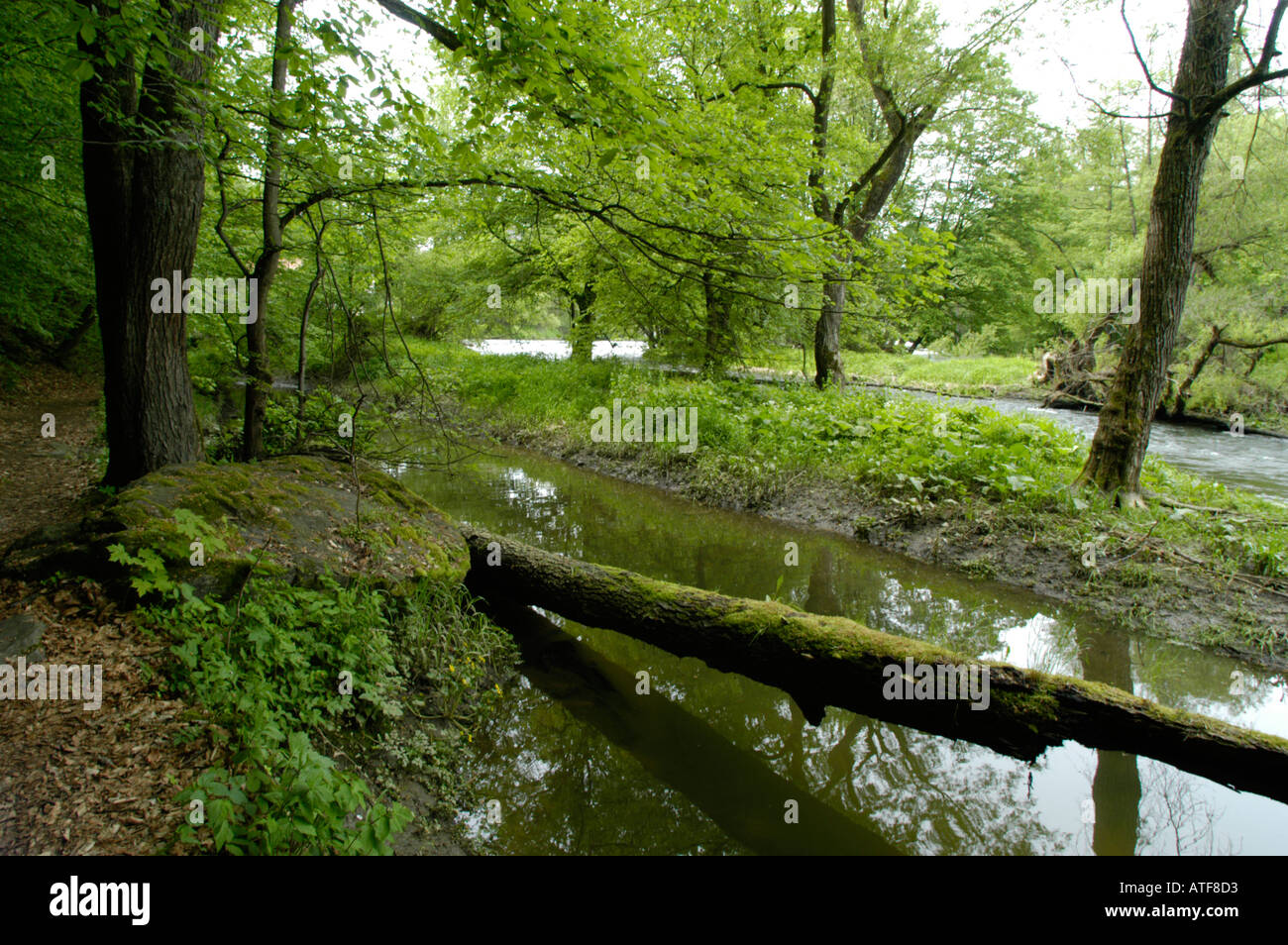 national park Thaya valley, river Thaya, side arm, fallen trunk Stock ...