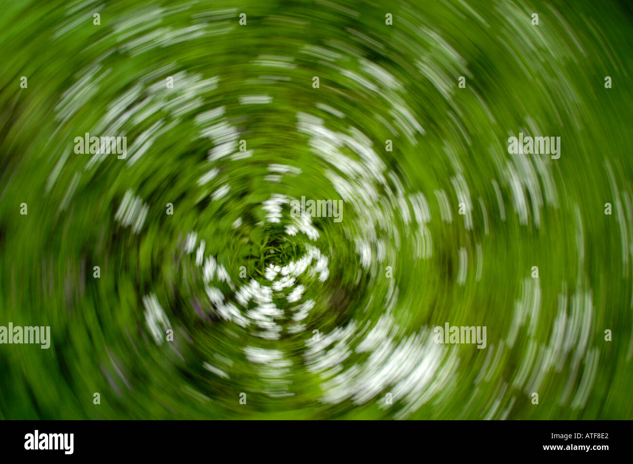 forest herbs, rotation Stock Photo - Alamy