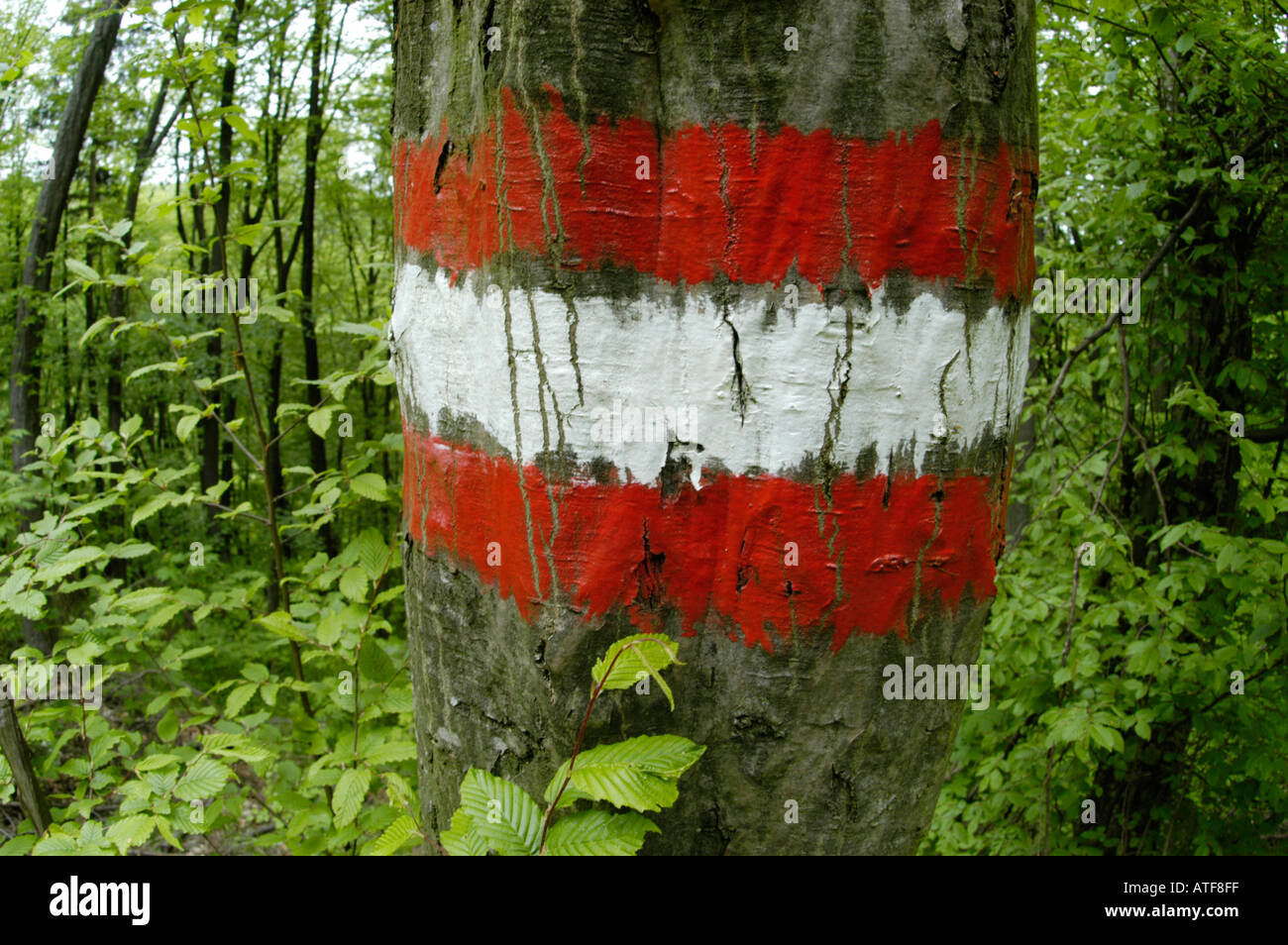 nationalpark Thaya valley, red-white-red hiking marking Stock Photo - Alamy