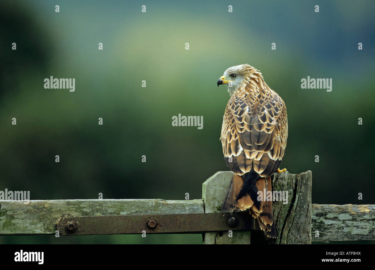 Red kite uk perch hi-res stock photography and images - Alamy