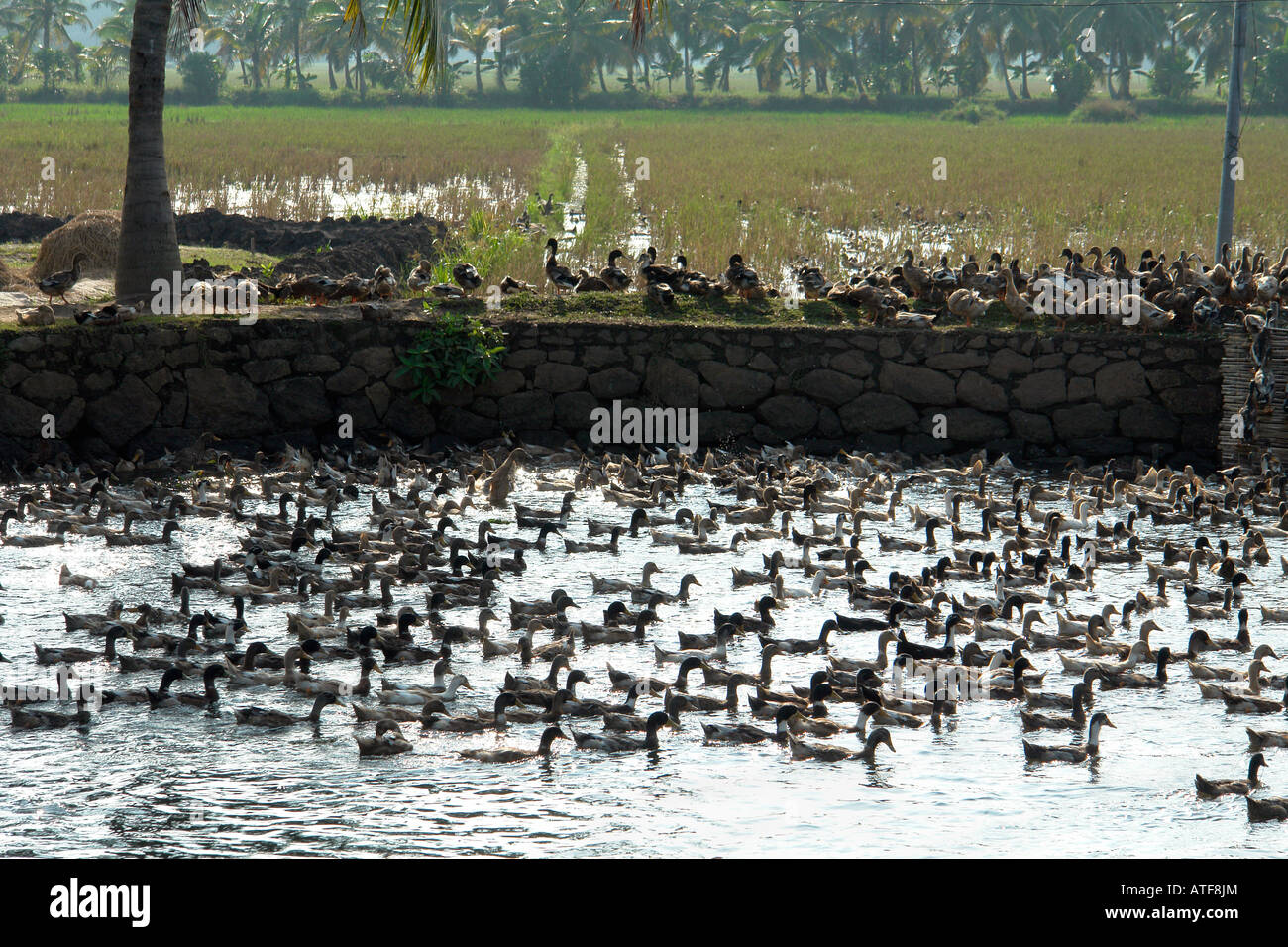 indian duck farm on the kerala backwater waterways Stock Photo - Alamy