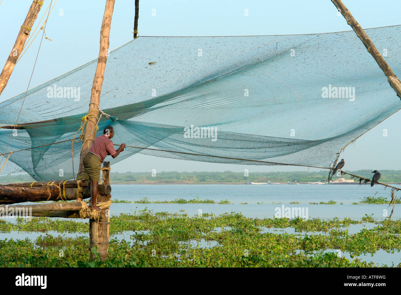 indian fisherman at the chinese fishing nets kochi Stock Photo - Alamy