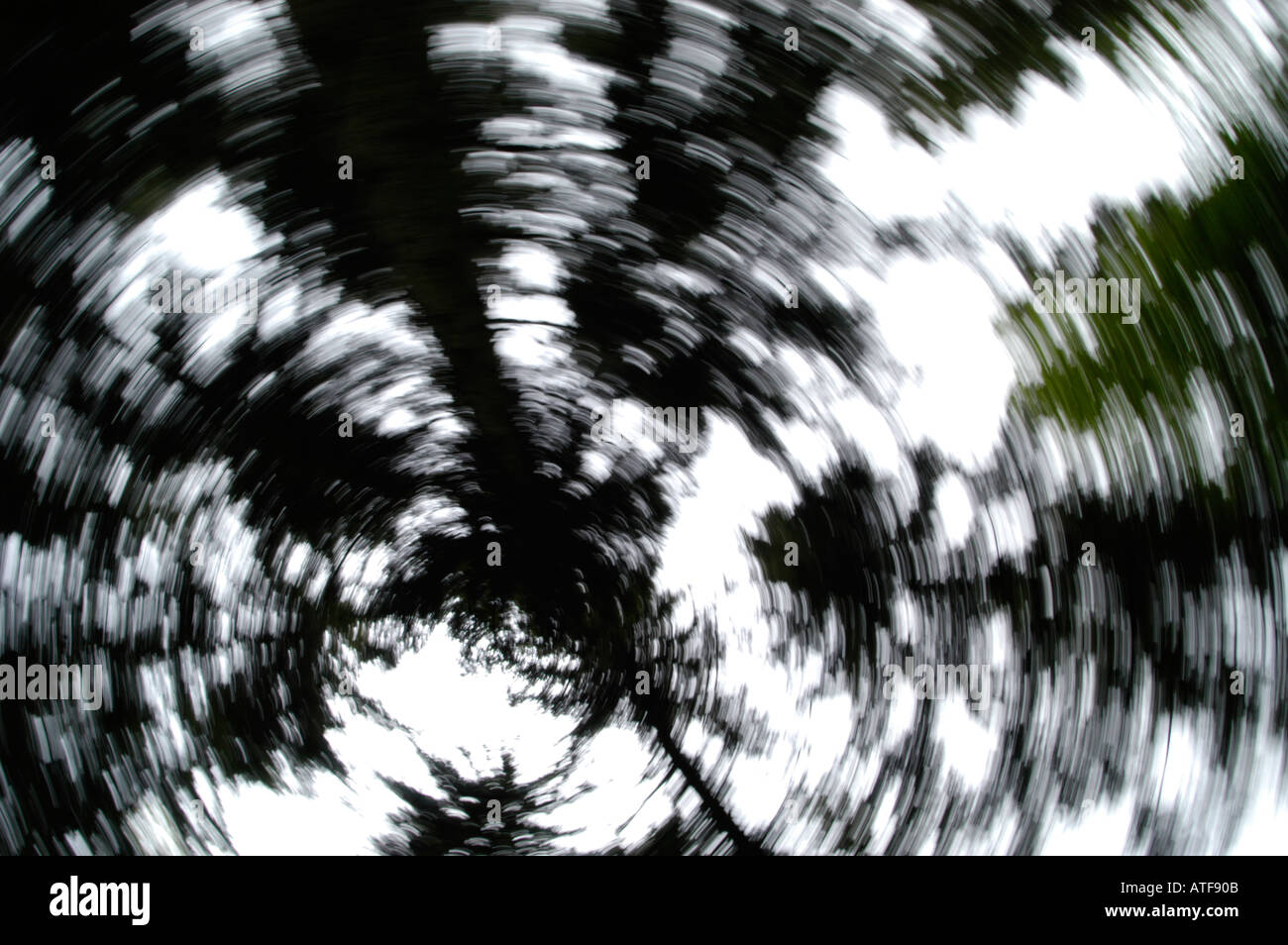 tree impressions, coniferous forest, worms eyes view, dancing fir trees ...