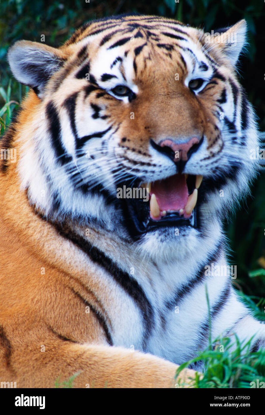 Tiger looking menacing hi-res stock photography and images - Alamy
