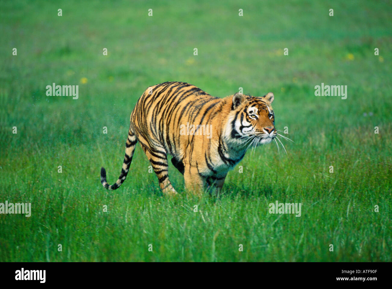 Tiger sprinting hi-res stock photography and images - Alamy