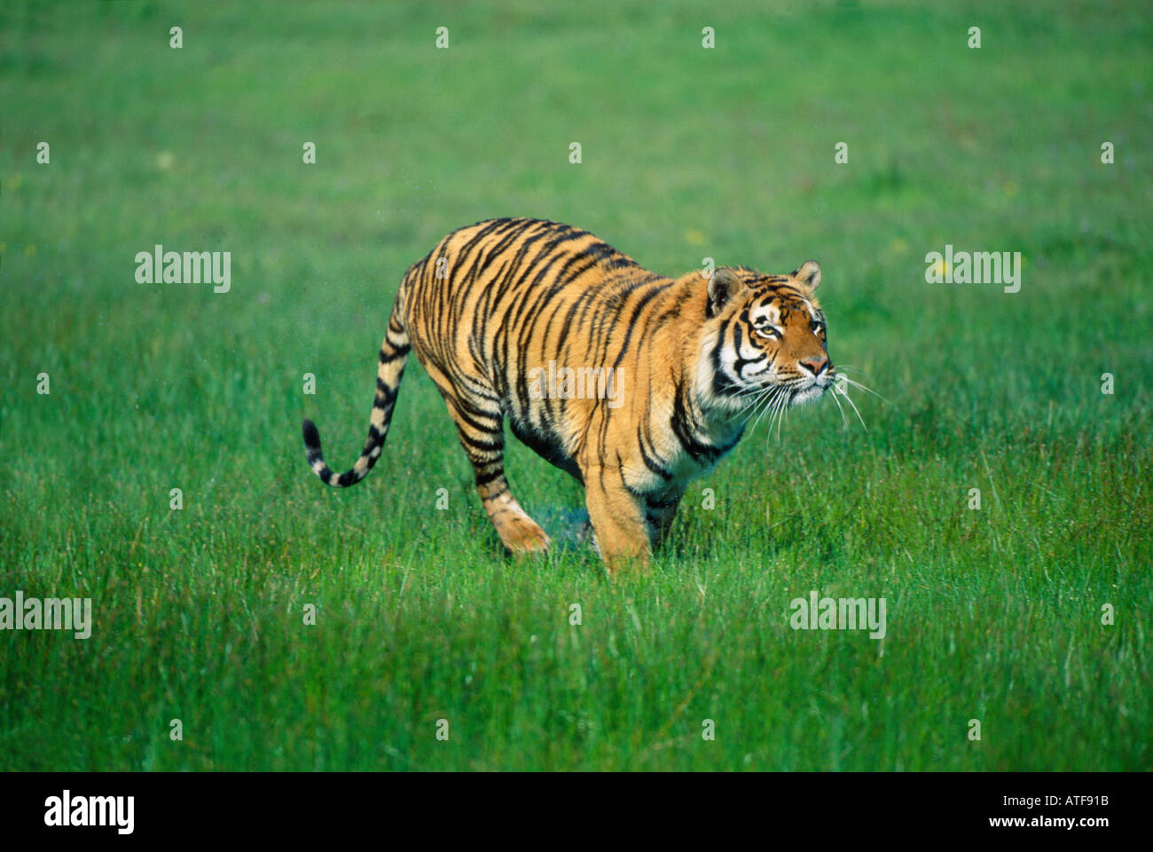 Tiger sprinting hi-res stock photography and images - Alamy
