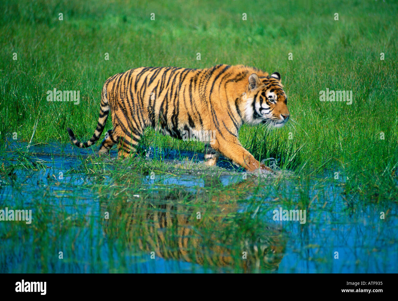 Bengal Tiger running through the grass Wildlife model Stock Photo - Alamy