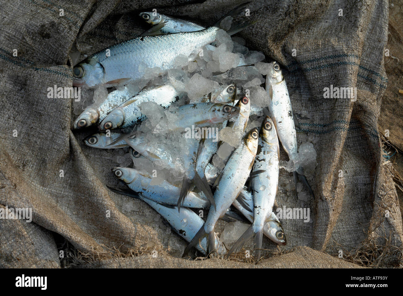 Catch nets hi-res stock photography and images - Alamy