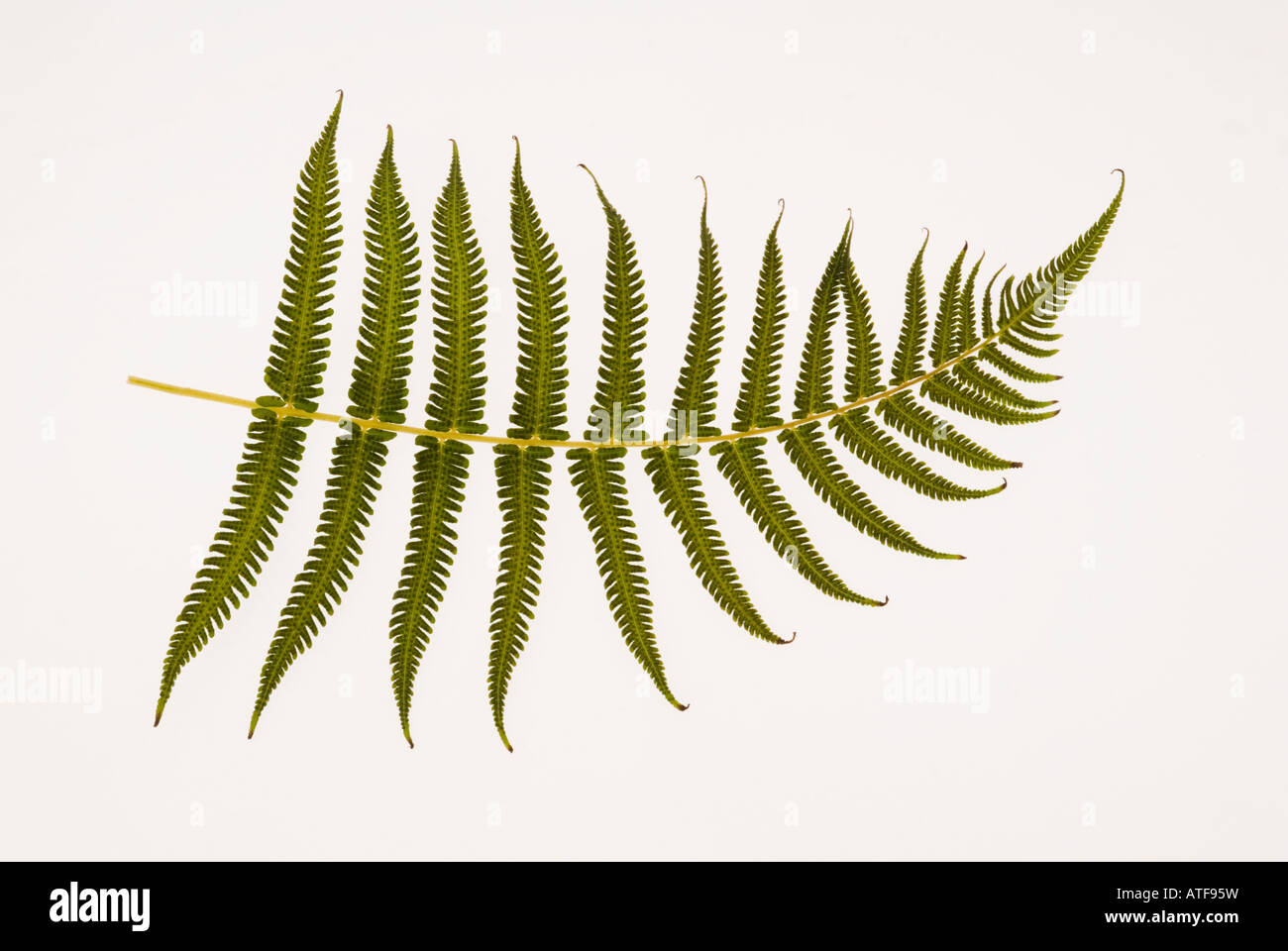 cut out of fern leaf Stock Photo - Alamy