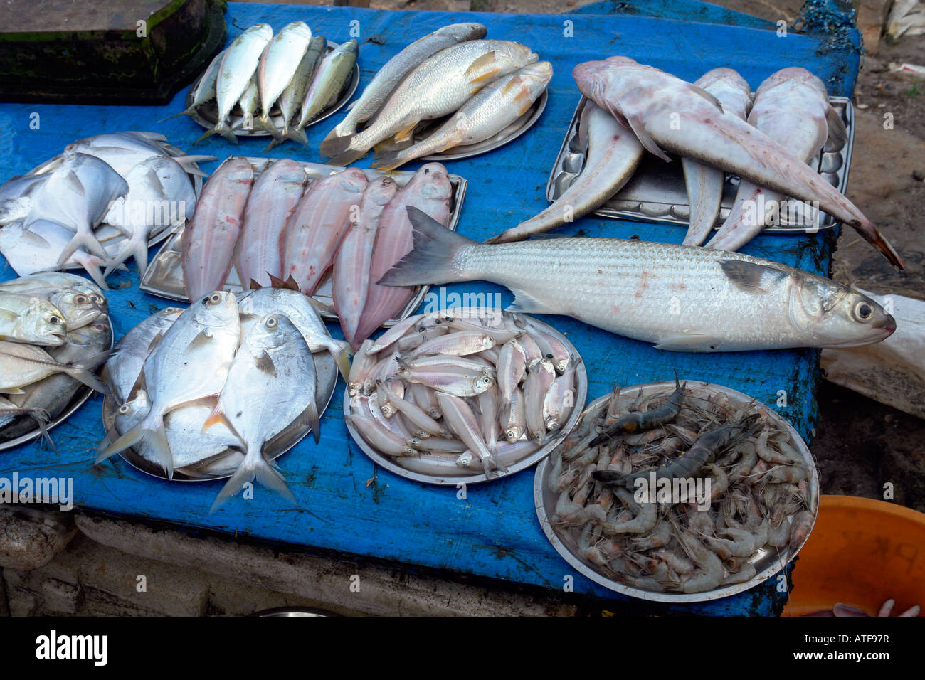 catch of local fish from the chinese nets at kochi south india Stock ...