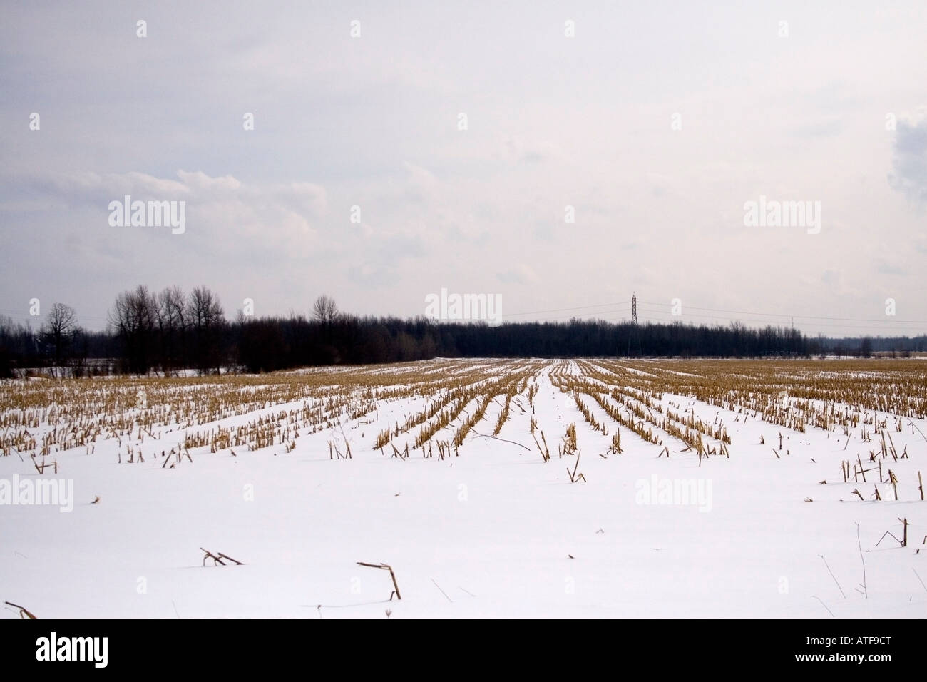 Corn field winter hi-res stock photography and images - Alamy