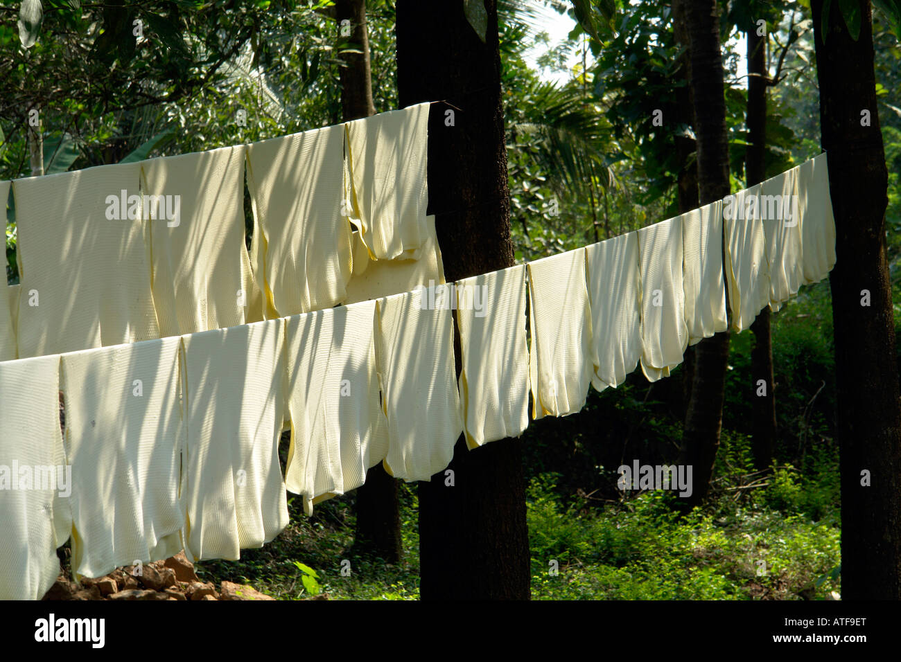 sheets of rubber out to dry at a rubber plantation in south india Stock ...