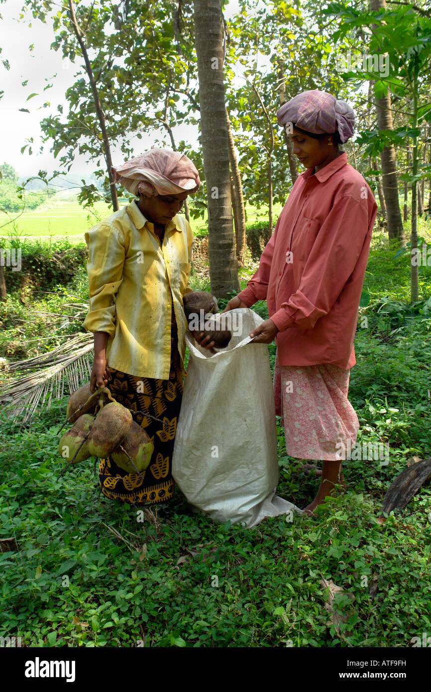 collecting coconuts at a farm in south india Stock Photo - Alamy