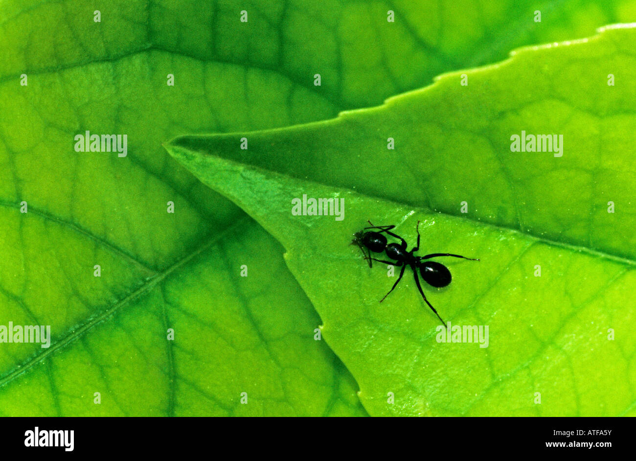Ant on a leaf Stock Photo - Alamy