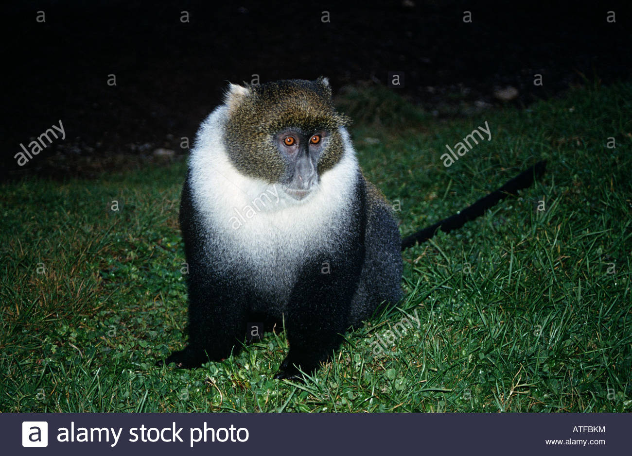 Blue Monkey Stock Photos & Blue Monkey Stock Images - Alamy