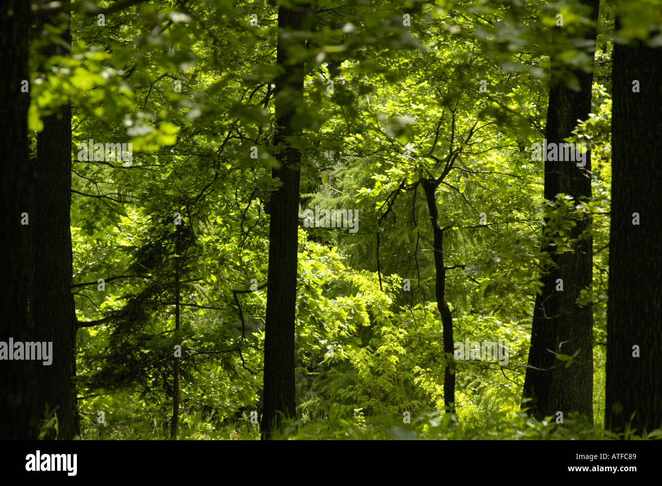 deciduous forest in spring time Stock Photo - Alamy