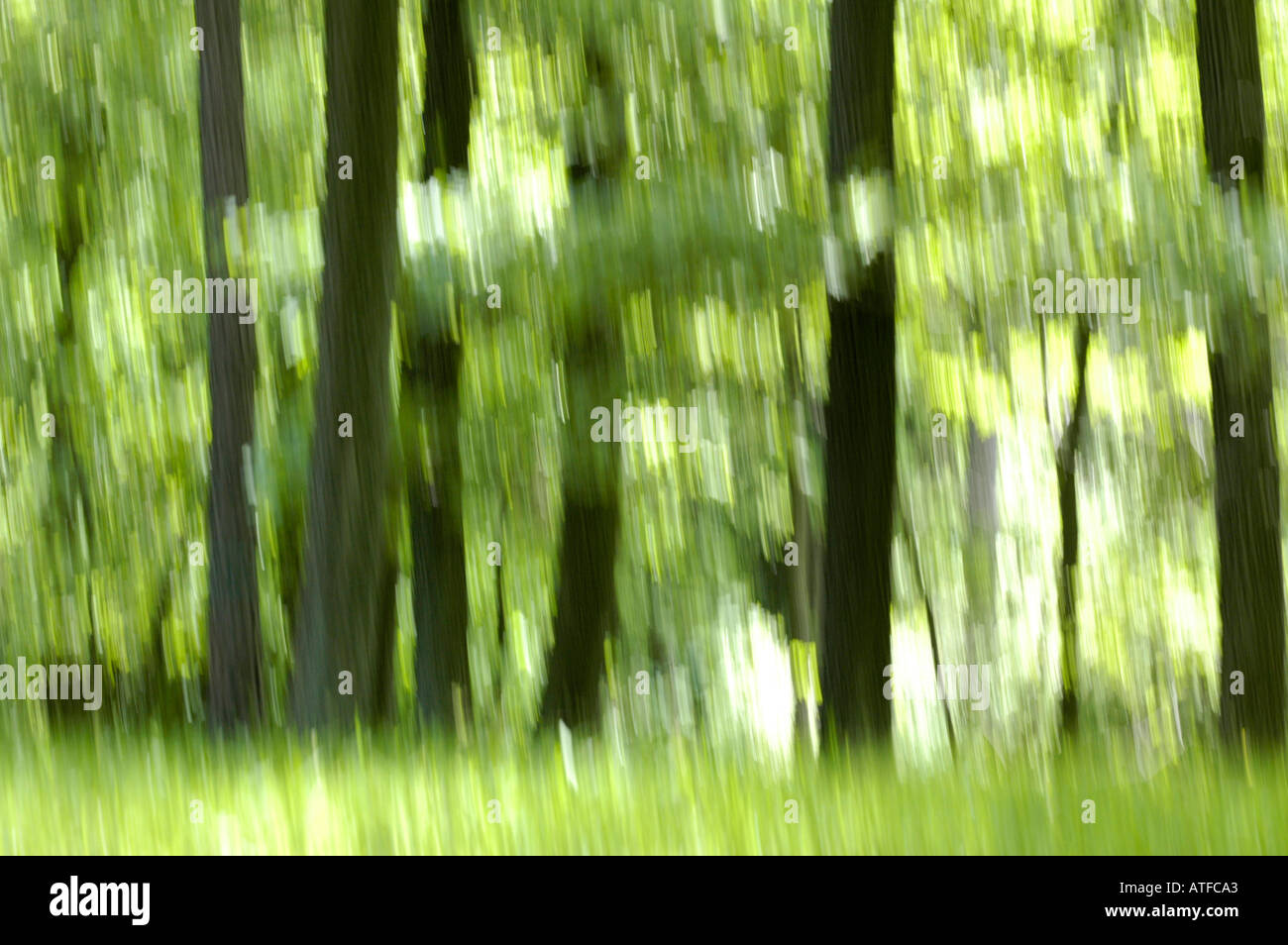tree impressions, mixed oak forest in spring time Stock Photo - Alamy