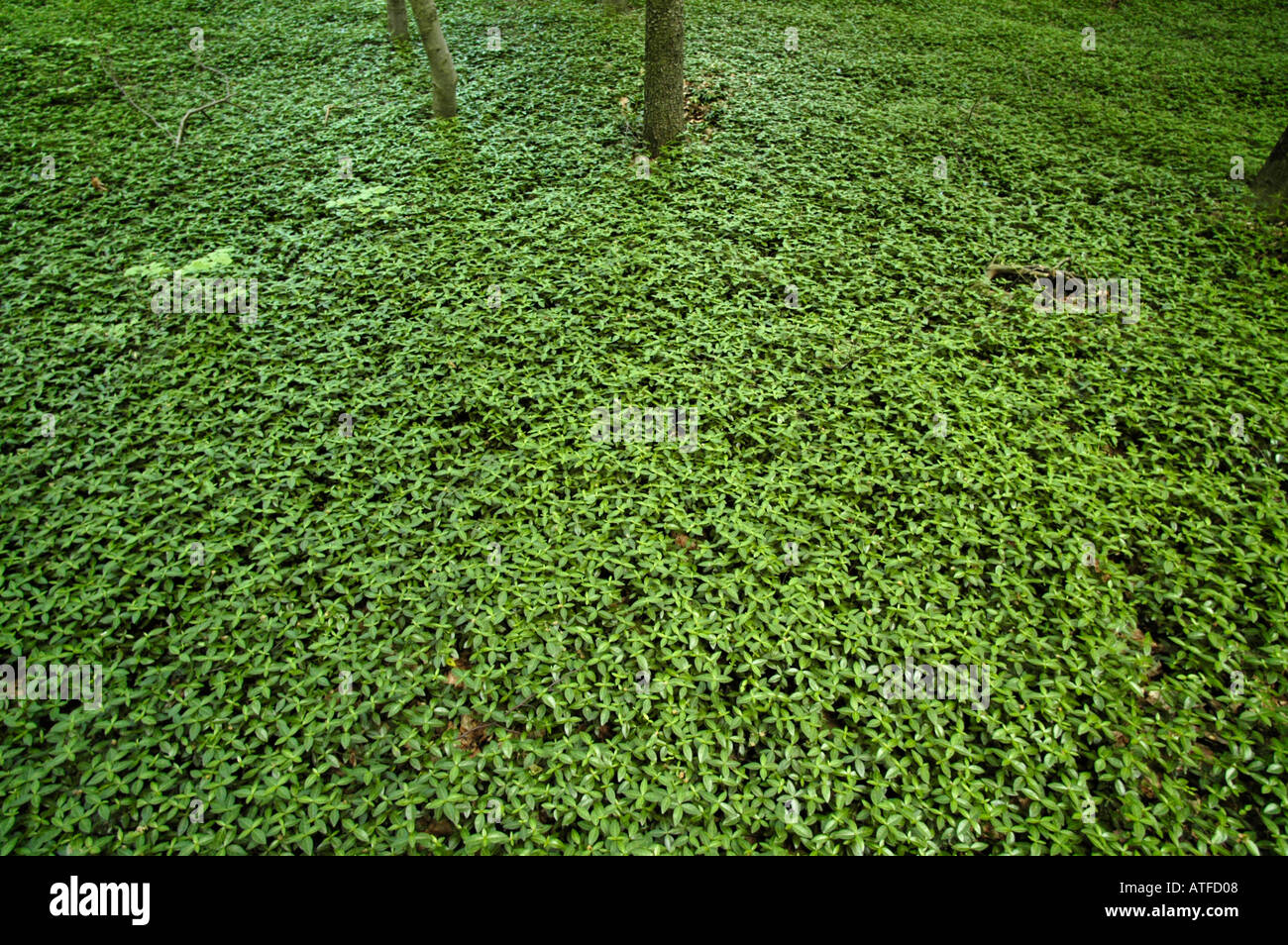 Impressions in the beech forest hi-res stock photography and images - Alamy