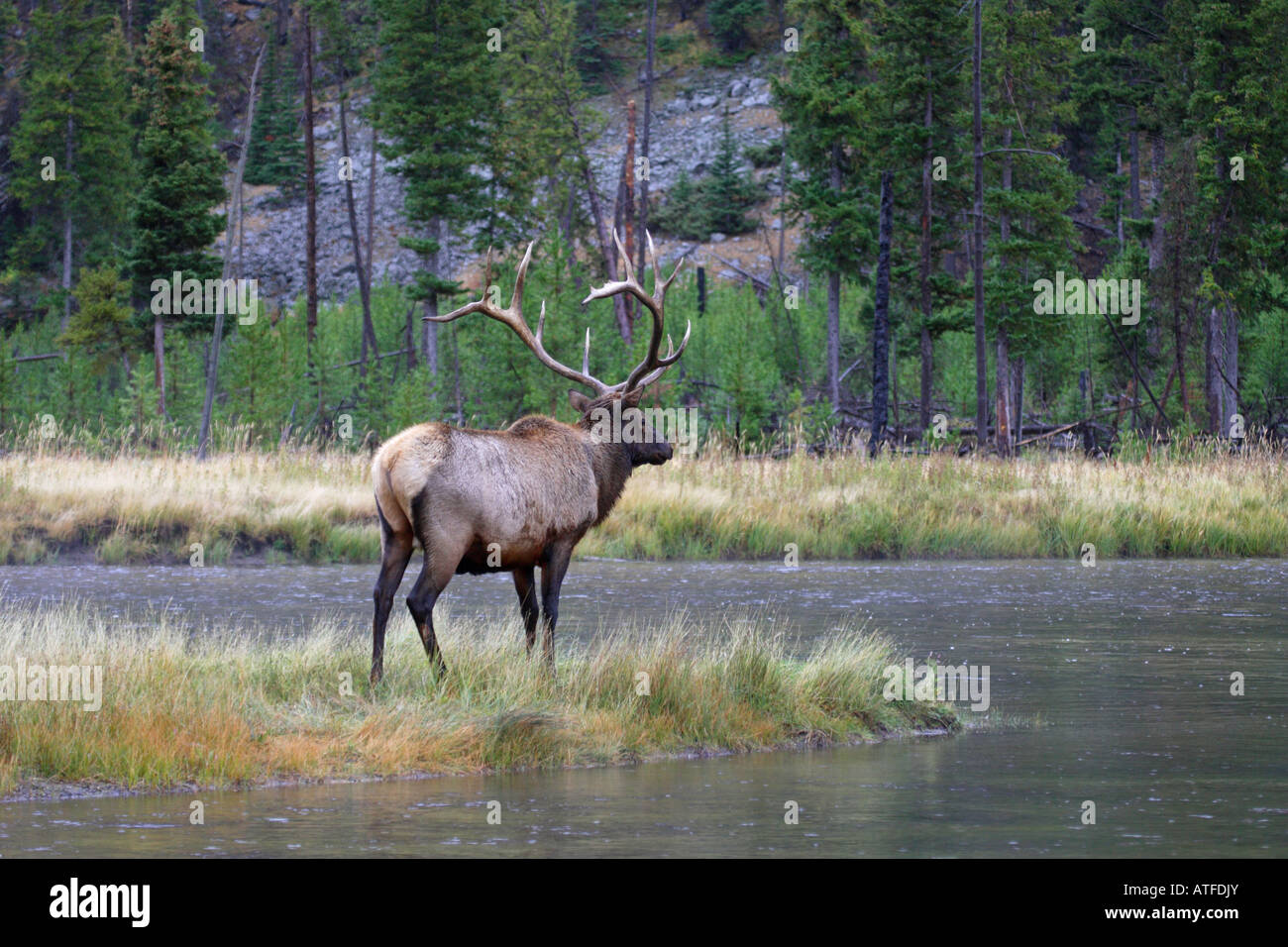 Bull and stag hi-res stock photography and images - Alamy