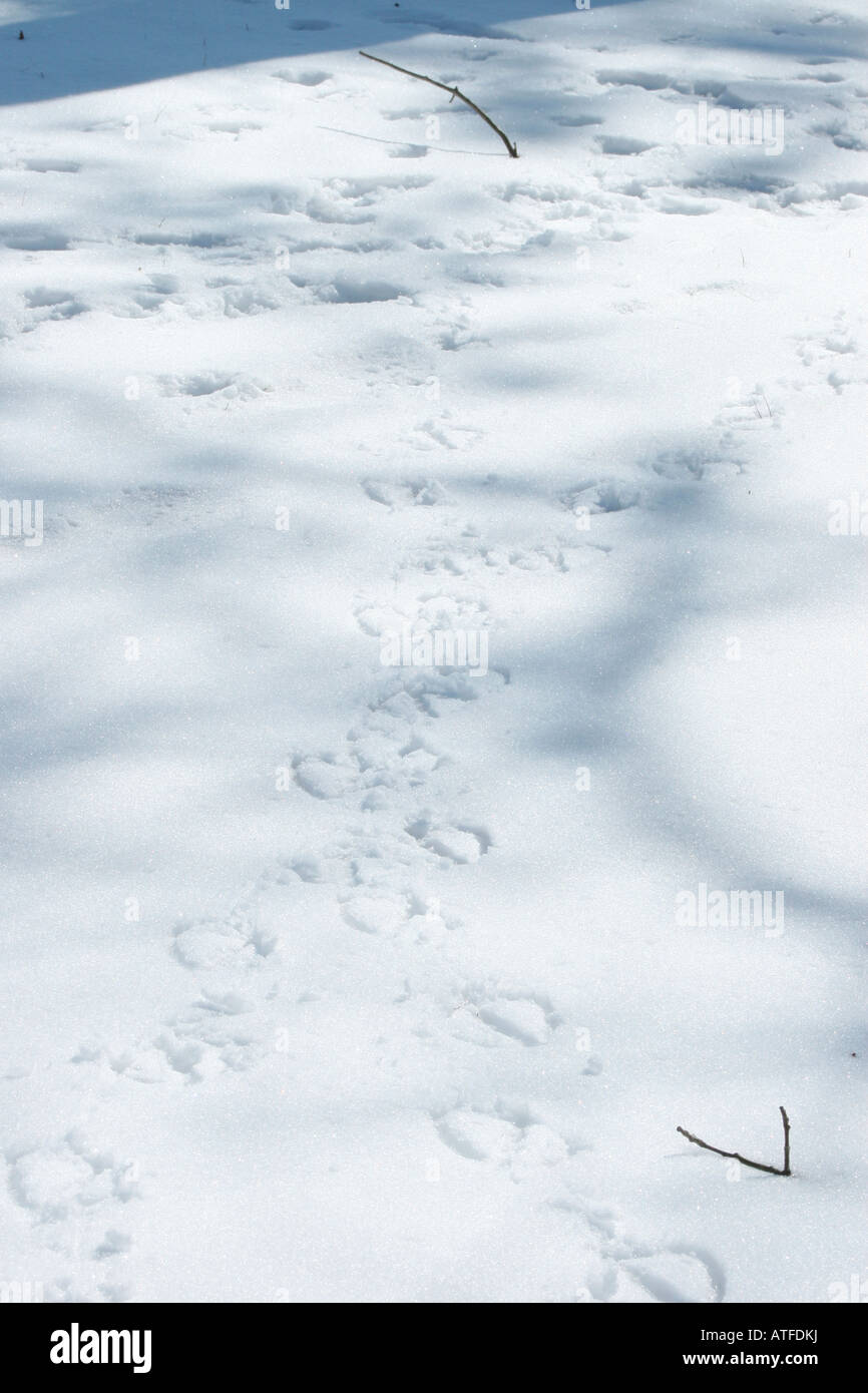 Geese footprints hi-res stock photography and images - Alamy