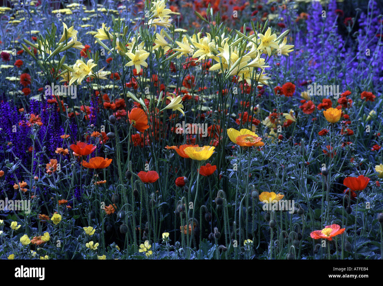Cancer reserch garden planted in hot colours including Papaver ...