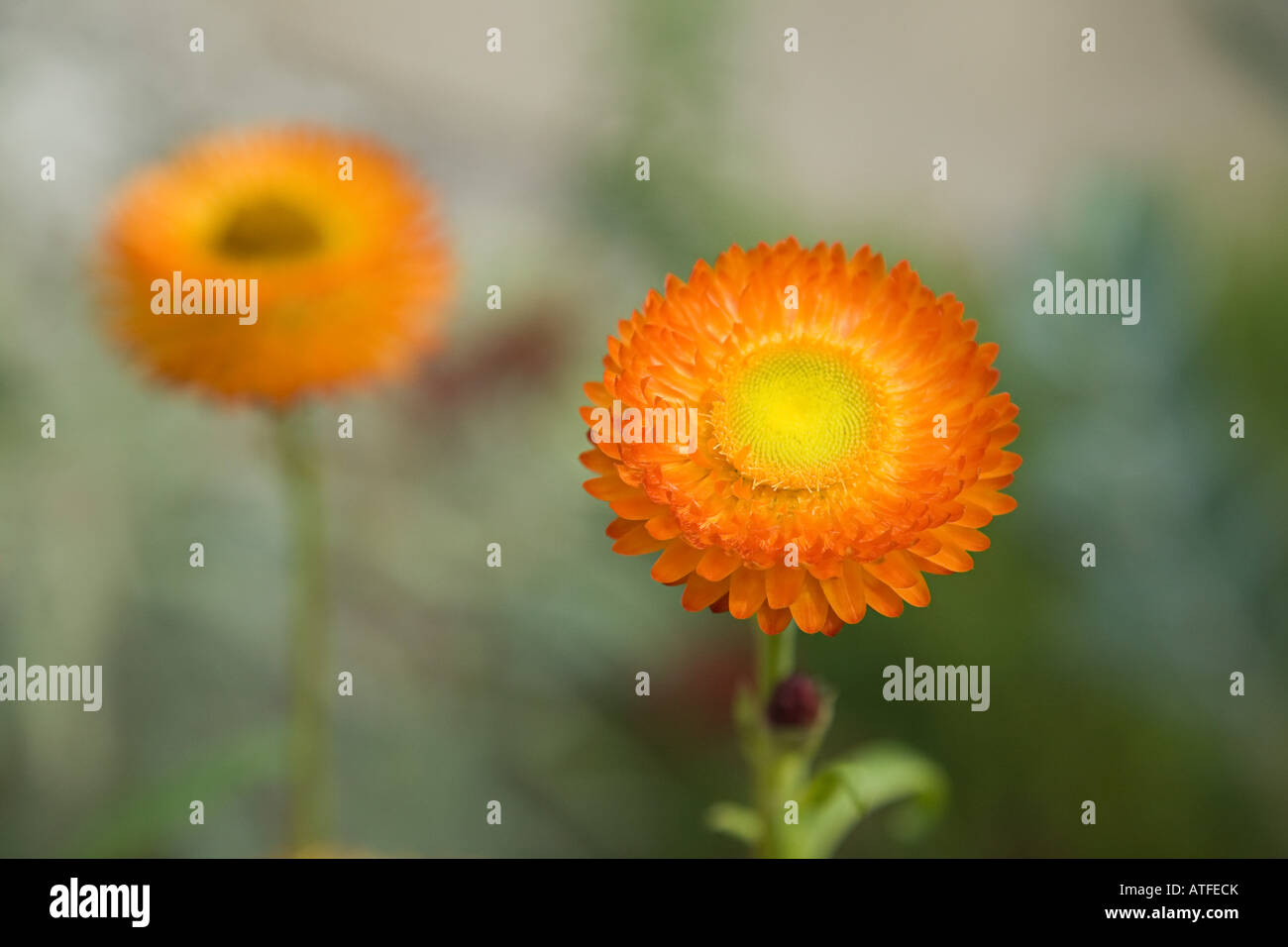 Gerbera species hi-res stock photography and images - Alamy