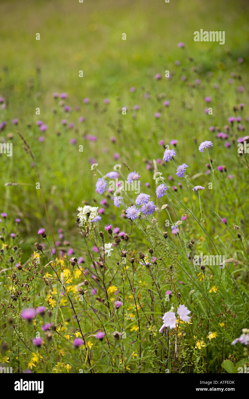 Purple wildflowers in a field Stock Photo - Alamy