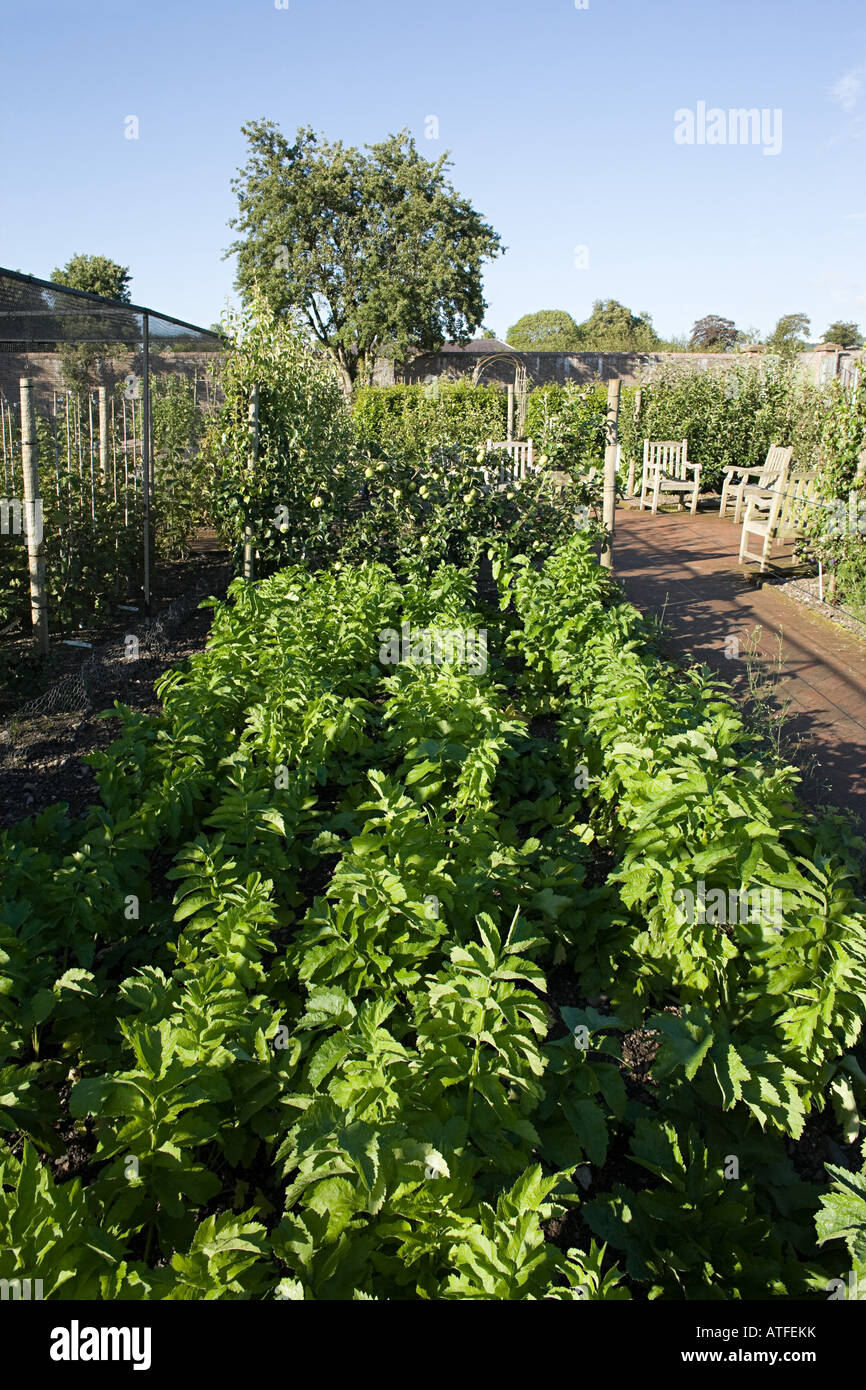 Allotment garden wales hi-res stock photography and images - Alamy