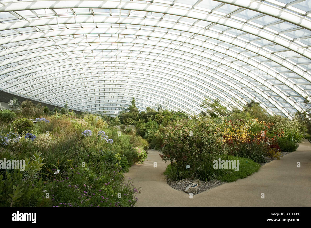 Shrubs in a large greenhouse Stock Photo - Alamy