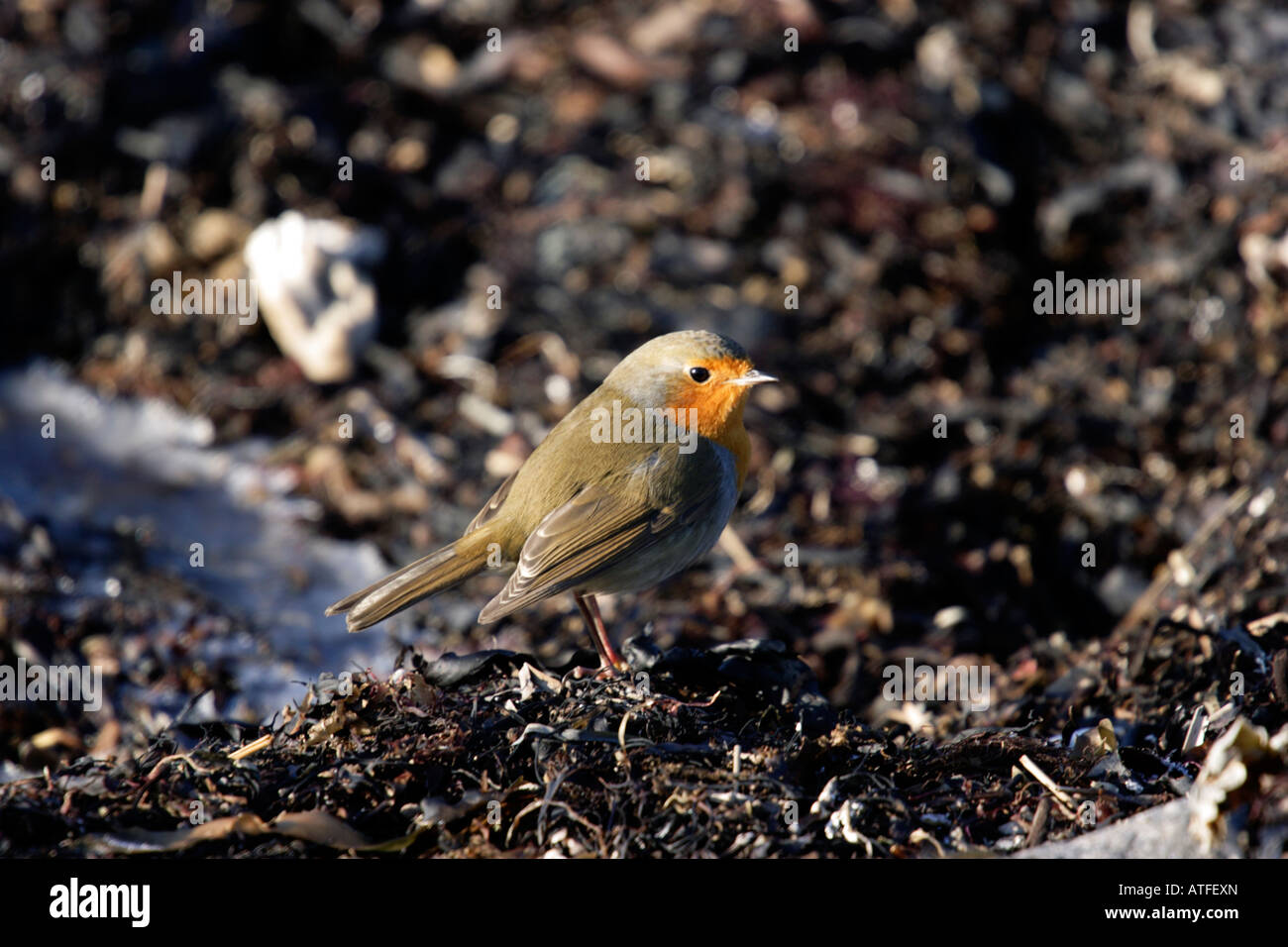 Female european robin hi-res stock photography and images - Alamy