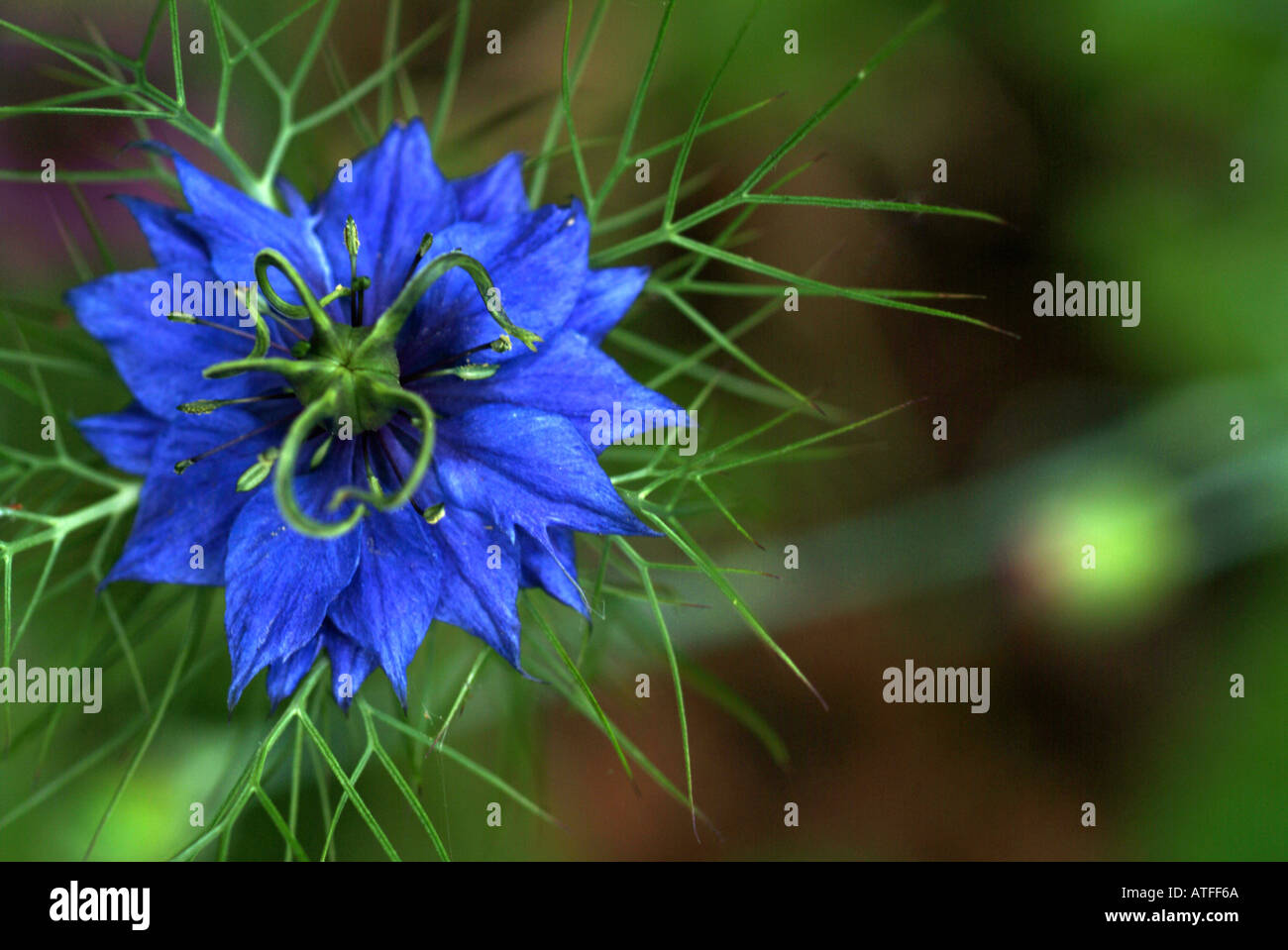 Perrenial cornflower hi-res stock photography and images - Alamy