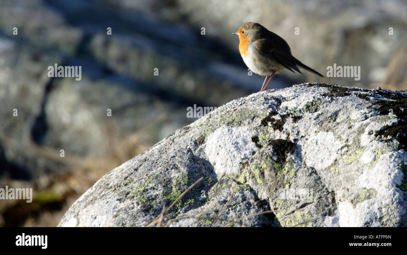 Fearless european robin Stock Photo - Alamy