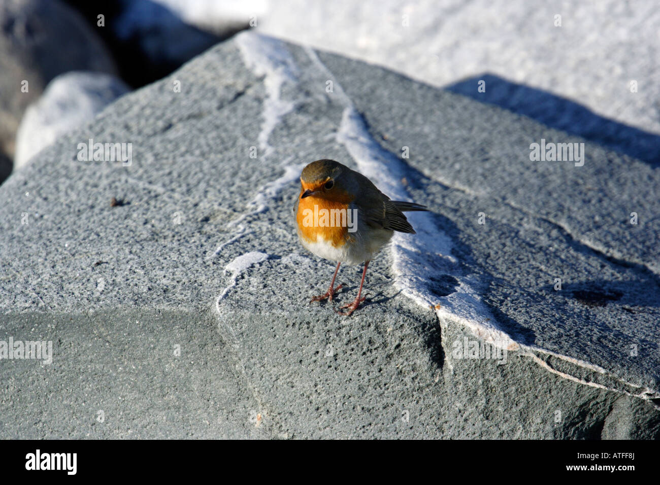 Fearless european robin Stock Photo - Alamy