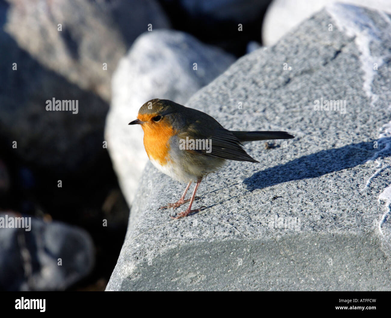 Female robin redbreast hi-res stock photography and images - Alamy