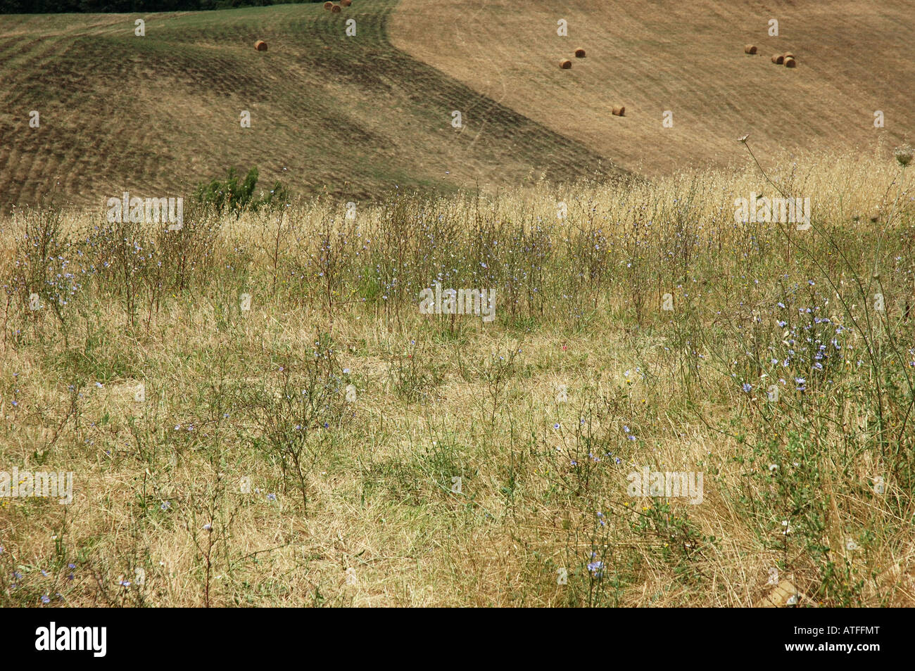 Three colours and Bails Stock Photo - Alamy