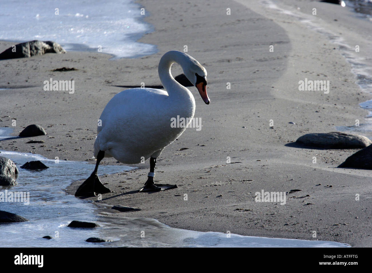 Swan beak markings hi-res stock photography and images - Alamy