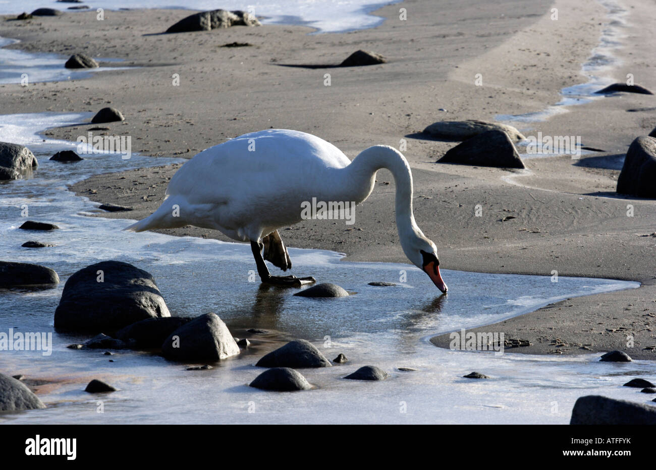 Swan beak markings hi-res stock photography and images - Alamy