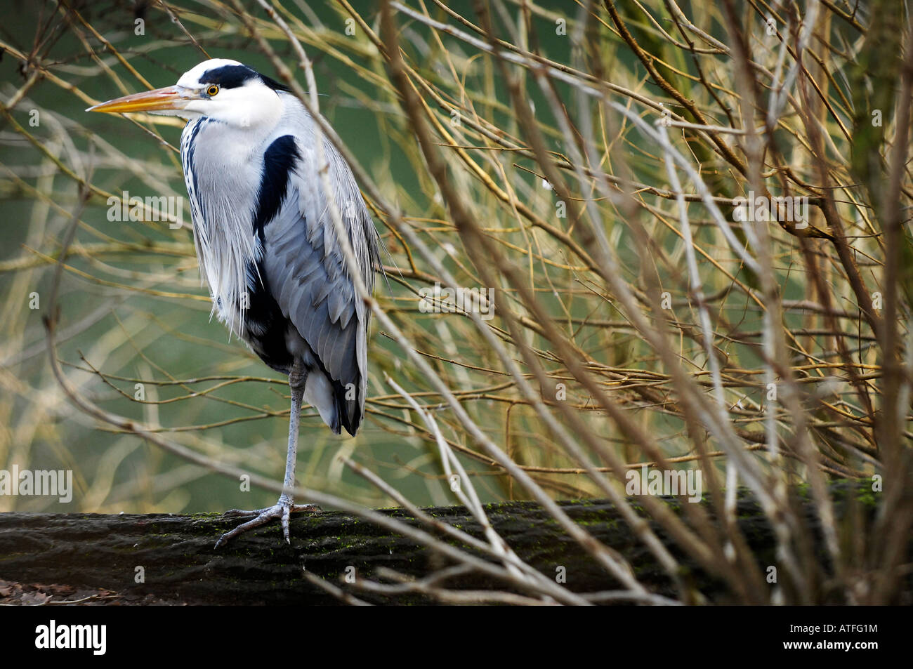 heron bird standing waiting nature Stock Photo - Alamy