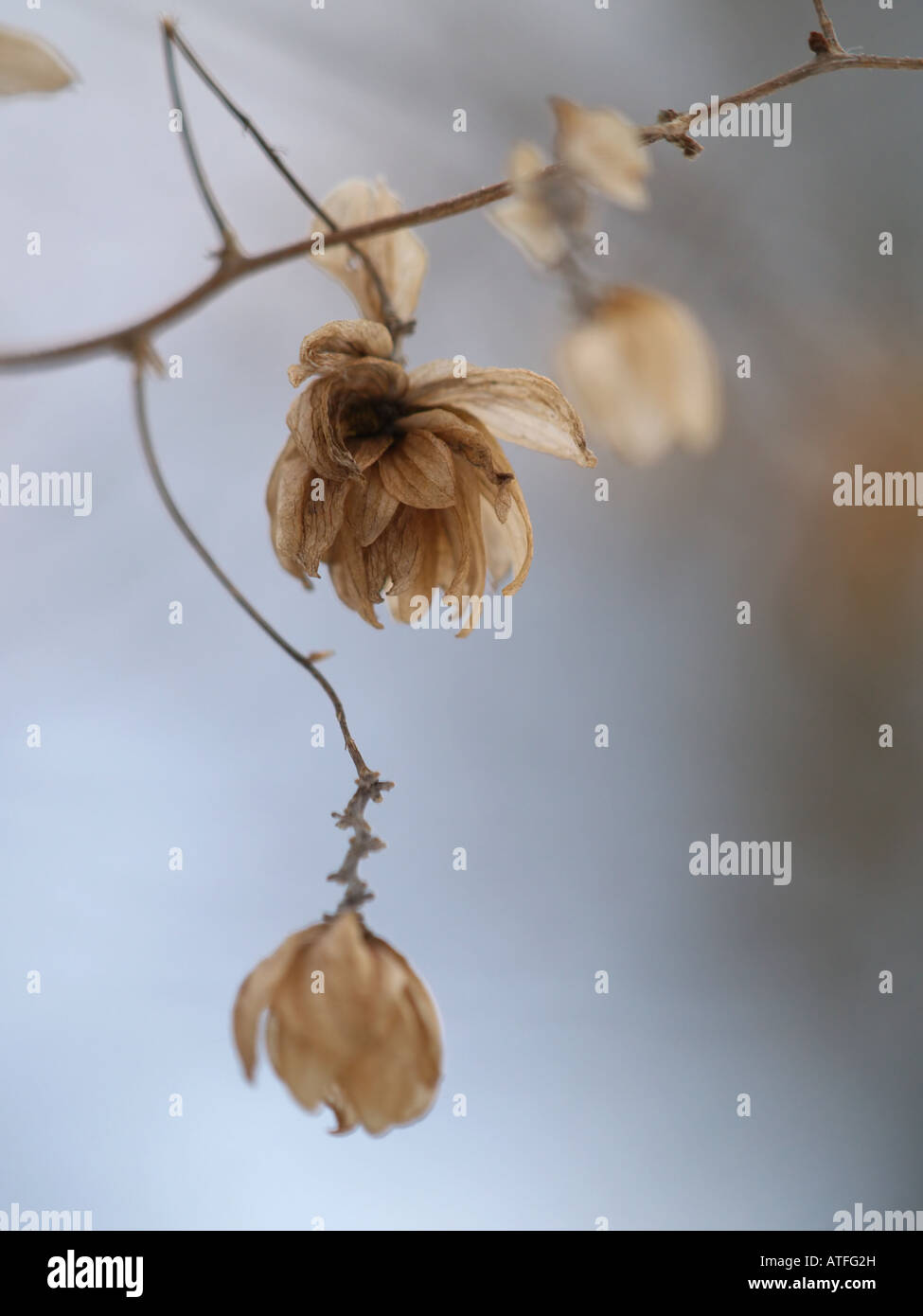 Hope brewery hi-res stock photography and images - Alamy