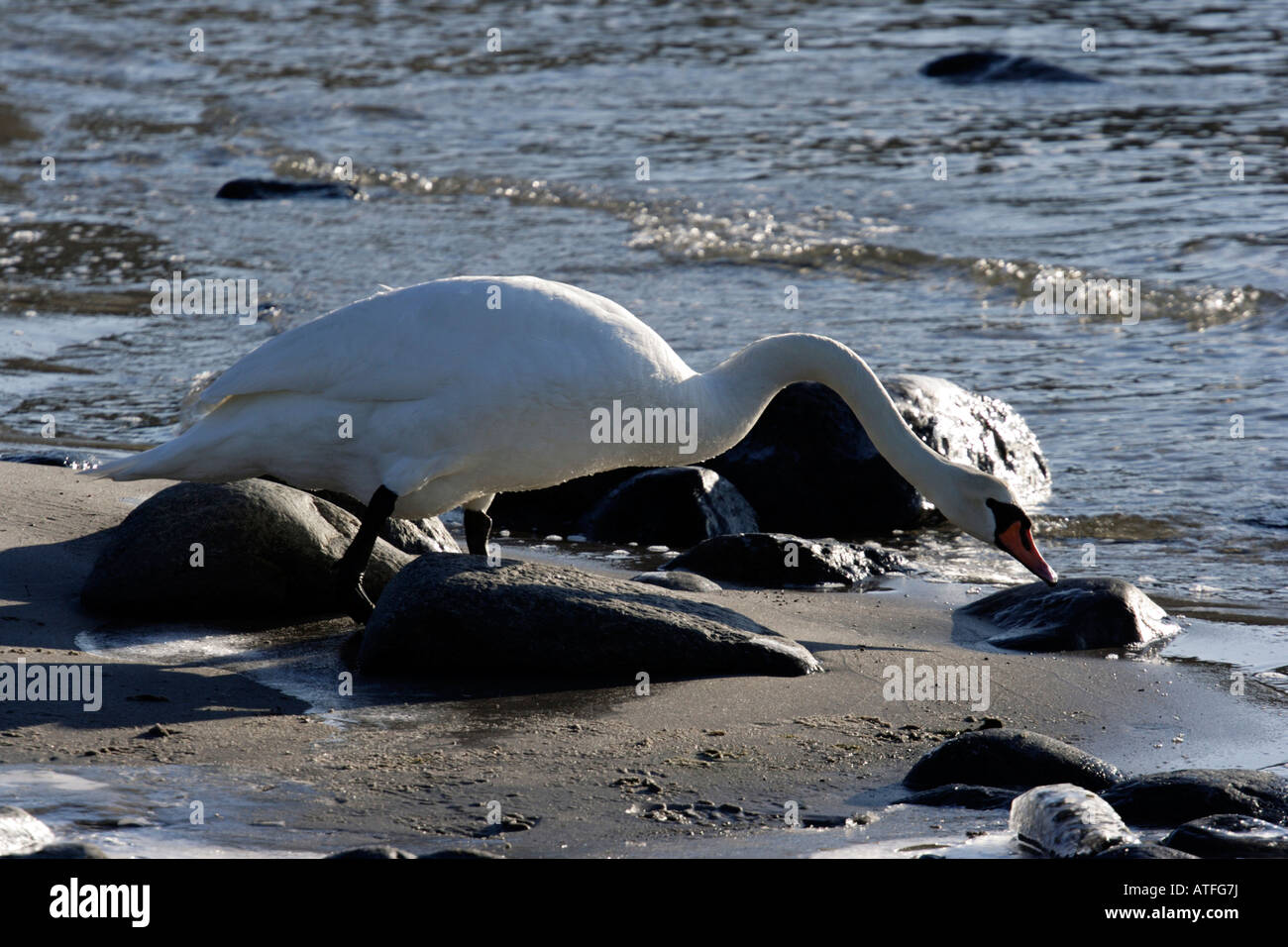 Swan beak markings hi-res stock photography and images - Alamy
