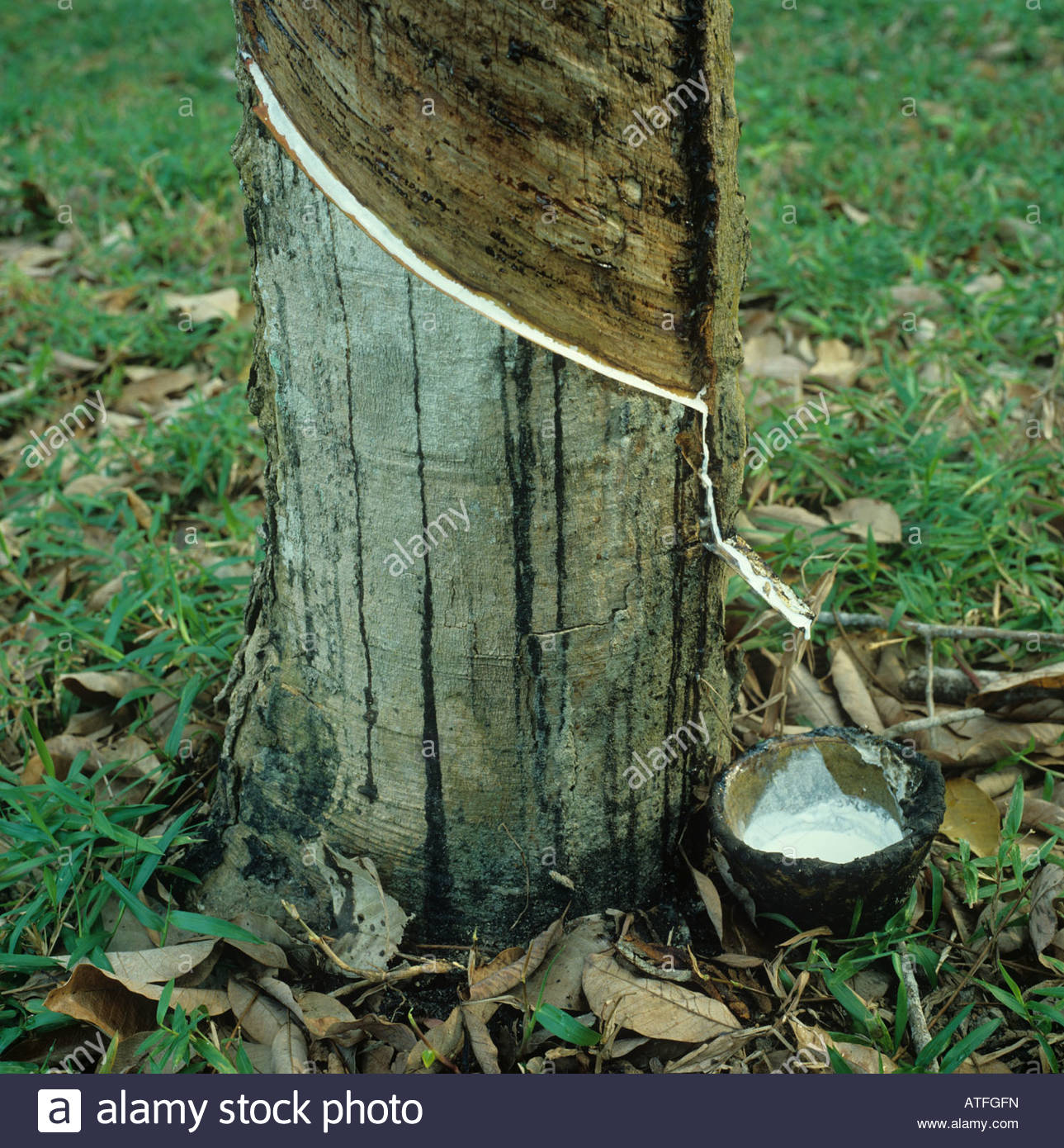 Malaysia Tree Bark Stock Photos & Malaysia Tree Bark Stock Images - Alamy