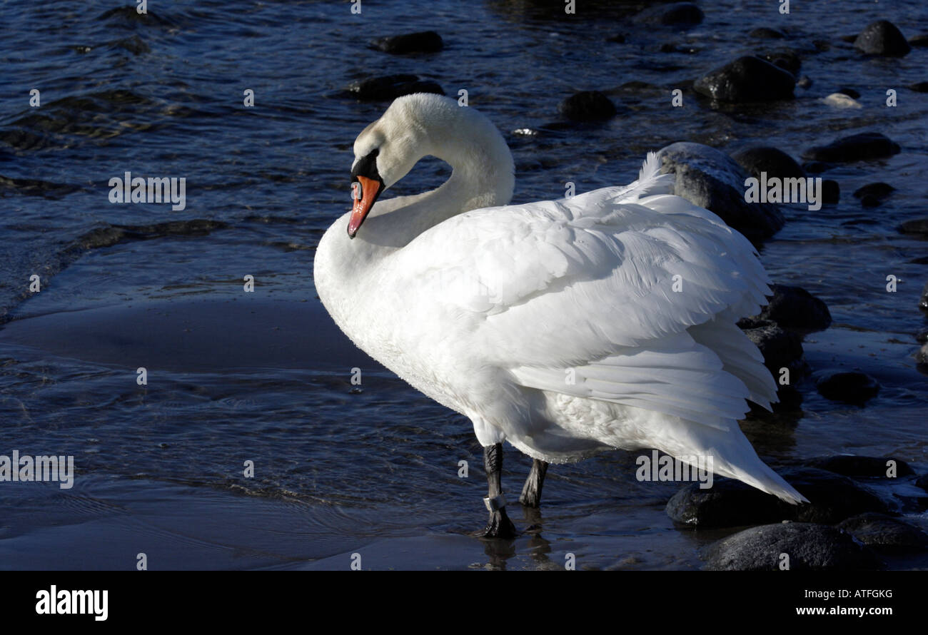 Overwhelming patterns hi-res stock photography and images - Alamy