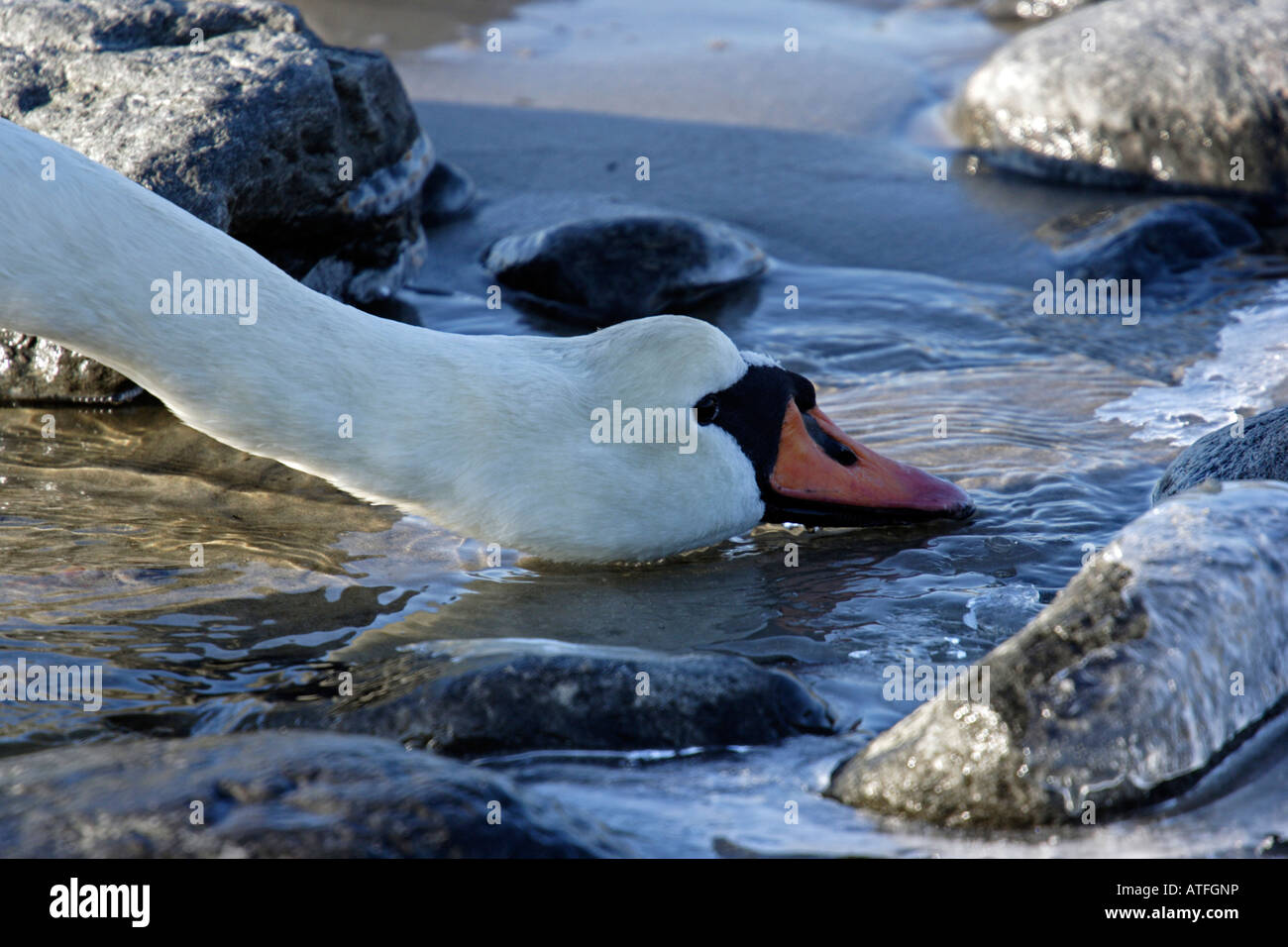 Swan beak markings hi-res stock photography and images - Alamy